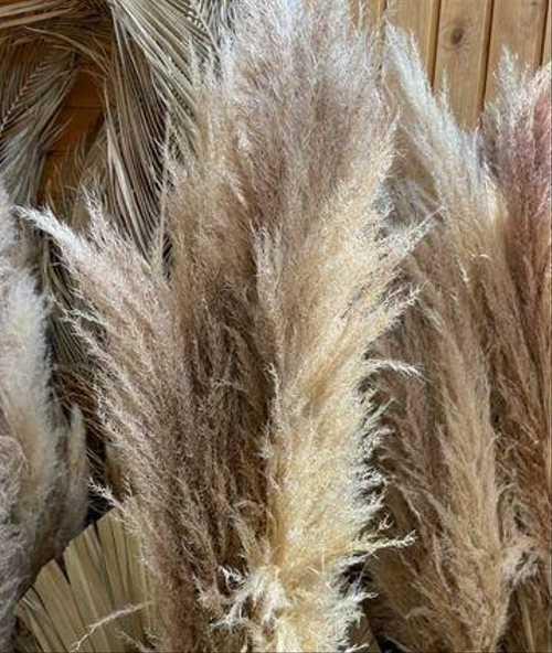 Пампасная трава (кортадерия), сухоцветы