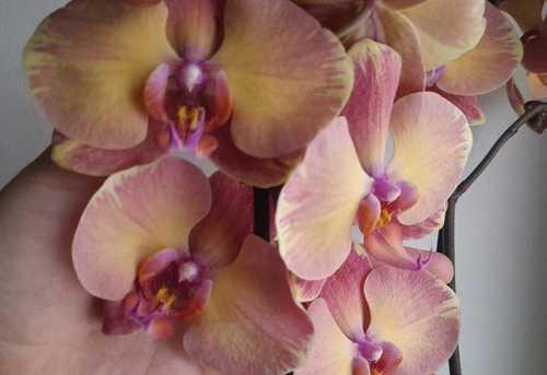 Орхидея фаленопсис (мутация цвета)
