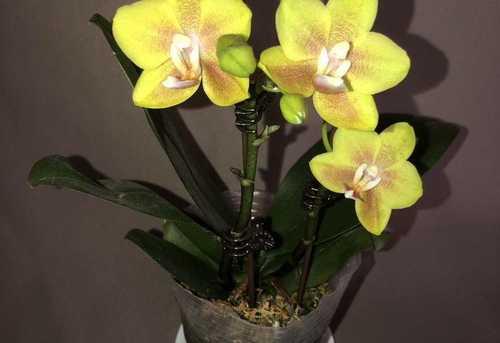 Яркая азиатская мини орхидея с интересным узором