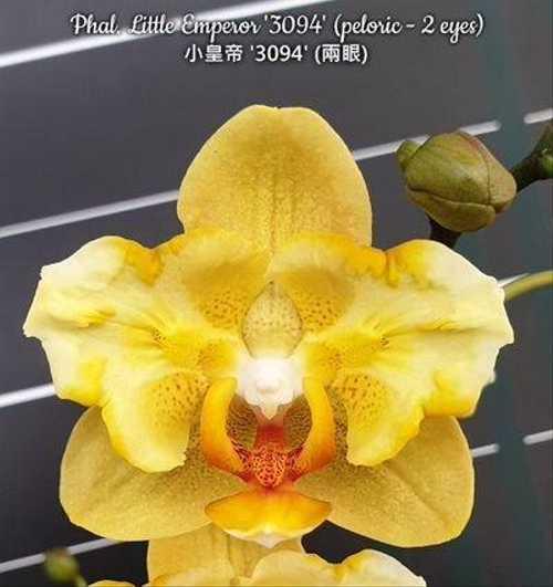 Орхидея Phal. Little Emperor '3094'