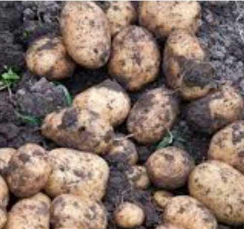 Продам картофель с доставкой