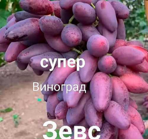 Зевс - супер крупный виноград для Урала и Сибири