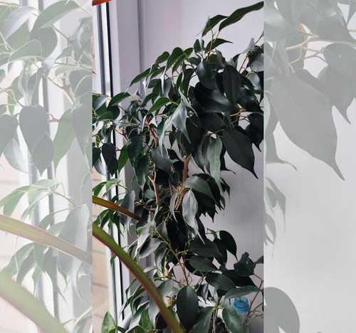 Фикус бенджамина