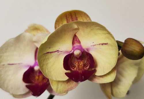 Орхидея фаленопсис Cockatoo