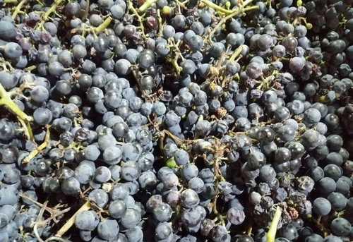 Винограда винный