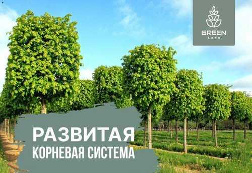 Липа европейская Паллида с доставкой