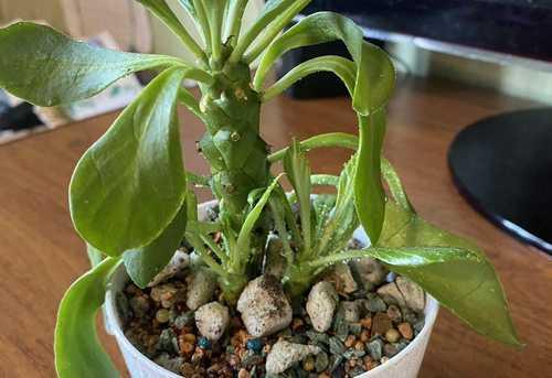 Монадениум разноногий (Monadenium heteropodum)