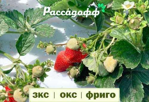 Рассада клубники. Элитные сорта