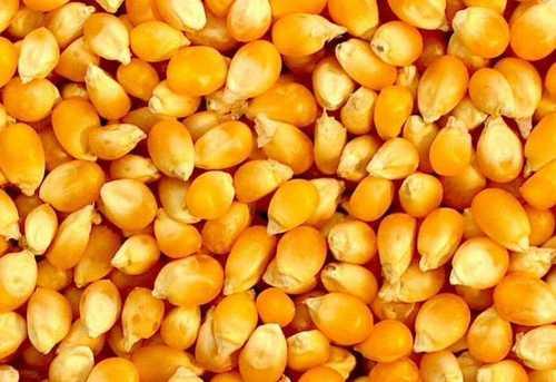 Кукуруза семена дкс 3789