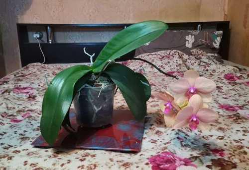Орхидея фаленопсис Голден брик
