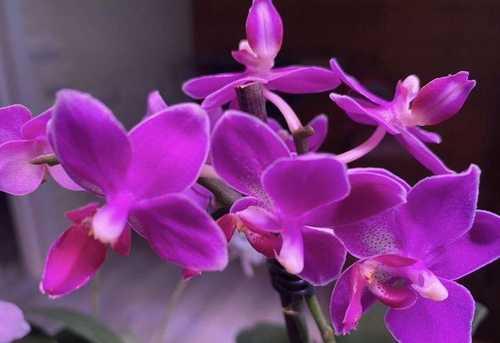 Орхидея фаленопсис Sogo Perfume Сого Перфюм