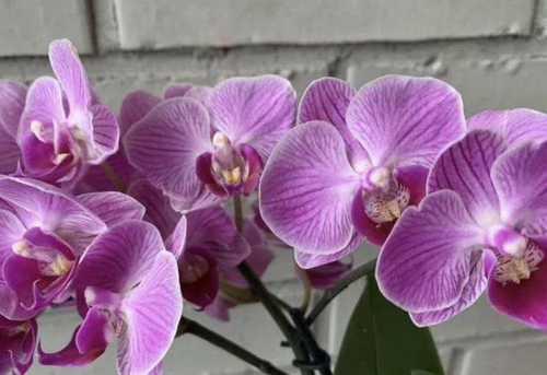 Орхидея Вена мультифлора