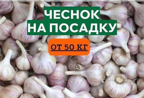 Семена. Чеснок на посадку