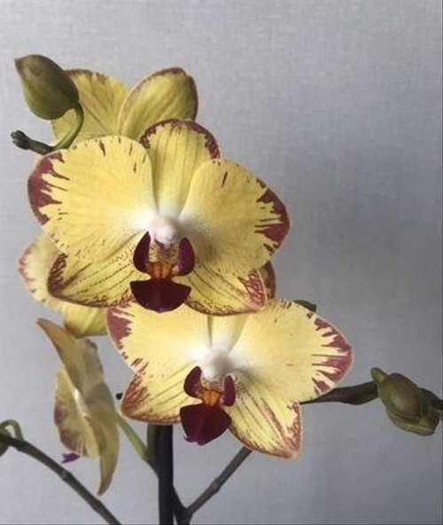 Орхидея фаленопсис попугай