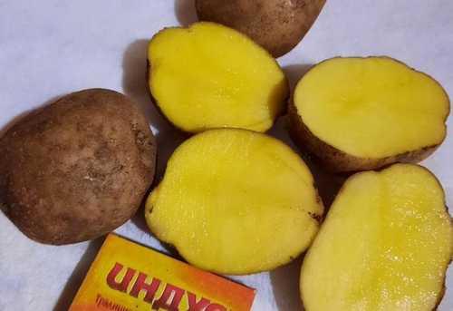 Картофель семенной адретта