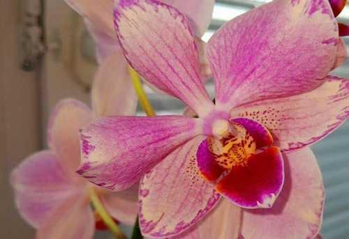 Орхидея Фаленопсис. Сортовые орхидеи
