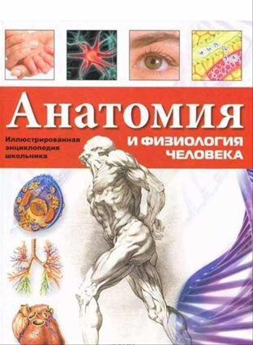 Анатомия и физиология человека