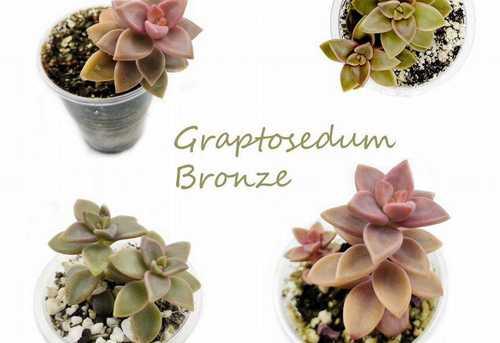 Суккуленты: Graptosedum bronze