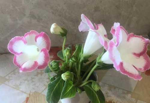 Комнатные цветы Глаксинья, сорт Розамунда