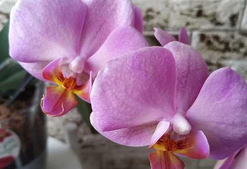 Орхидеи с недостатками