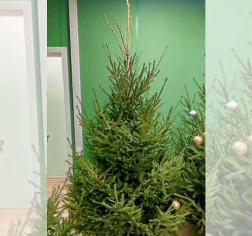 Ель новогодняя живая