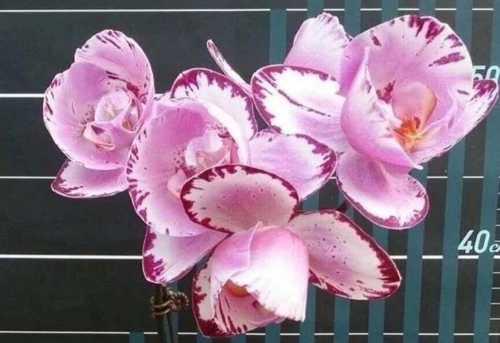 Орхидея фаленопсис пелорик Phal. Violet Thunder