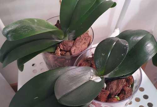 Орхидея фаленопсис. Два азиата