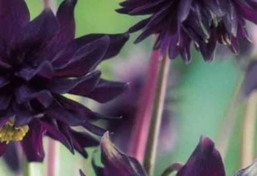 Аквилегия фиолетовая Нора Барлоу семена