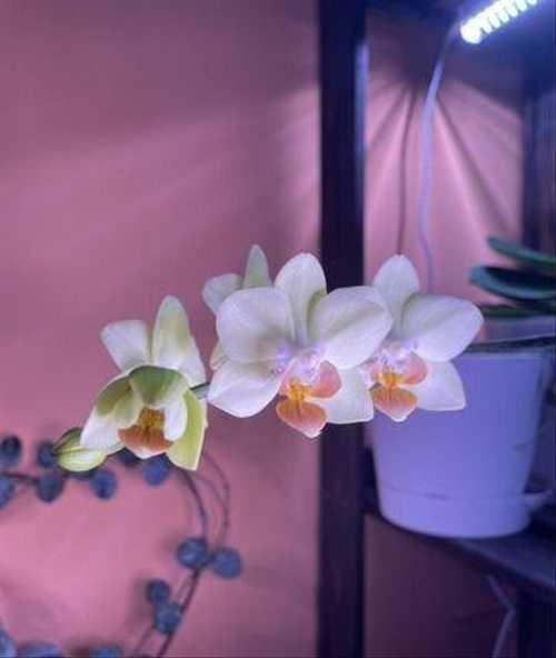 Орхидея фаленопсис мини желтая