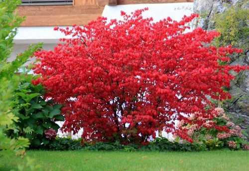 Бересклет европейский Ред Каскад-Red Cascade