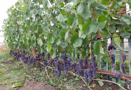 Саженцы уральского винограда