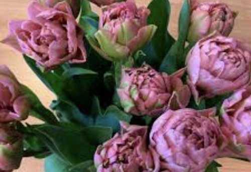 Тюльпаны пионовидные оптом lady rosetta