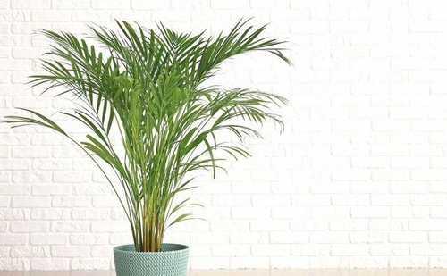 Растение пальма хризалидокарпус