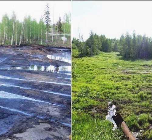 Травосмесь для восстановления нарушенных земель