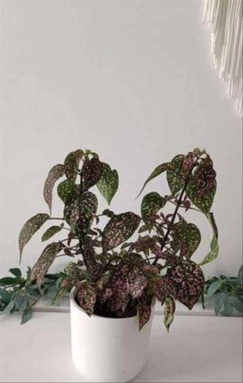 Комнатное растение Цветок Гипоэстес