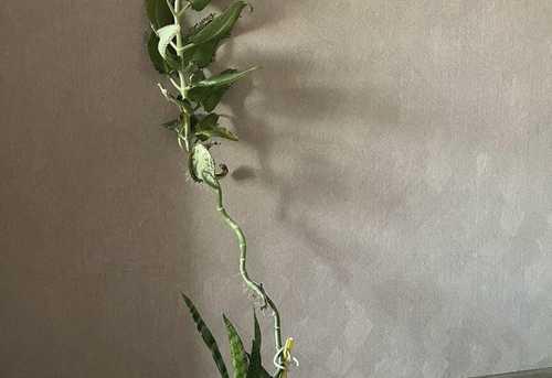 Каланхоэ лечебное цветок большой в горшке