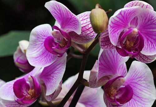 Грунт для орхидей 3 л