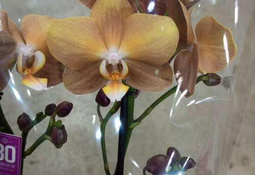 Фаленопсис Монако орхидея