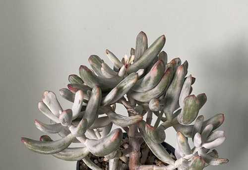 Котиледон orbiculata variegata