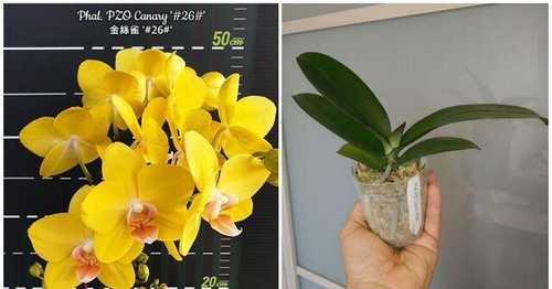 Орхидея фаленопсис Азия Европа подростки не цветут