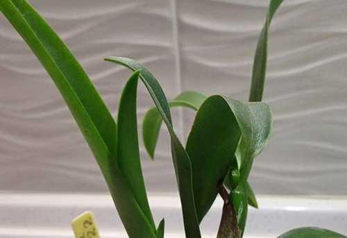 Орхидея Каттлея продаётся