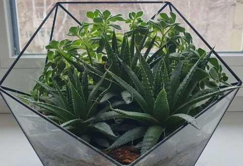 Флорариум с растениями