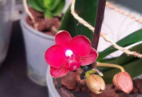 Орхидея фаленопсис мультифлора Crimson