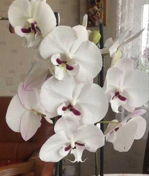 Орхидея фаленопсис reyoung prince