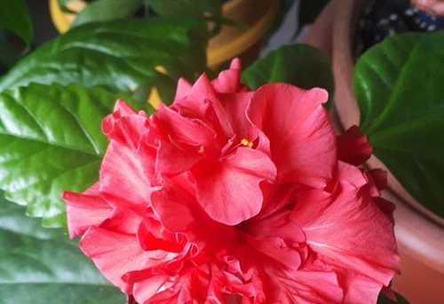 Гибискус (китайская роза) красный махровый 120 см