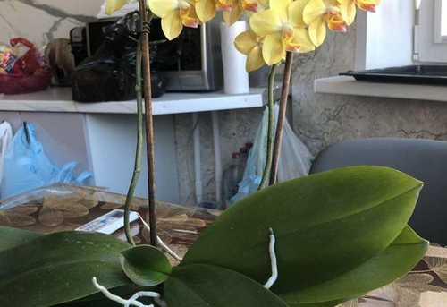 Орхидея фаленопсис orange blossom