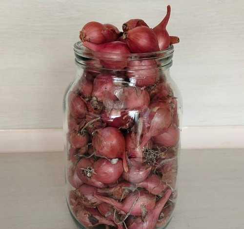 Продам семейный лук