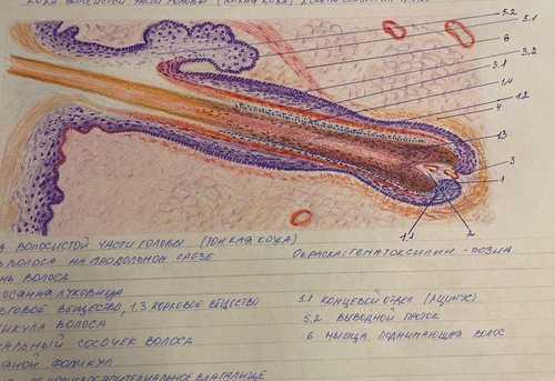 Альбомы, рисунки по гистологии Реавиз, самгму