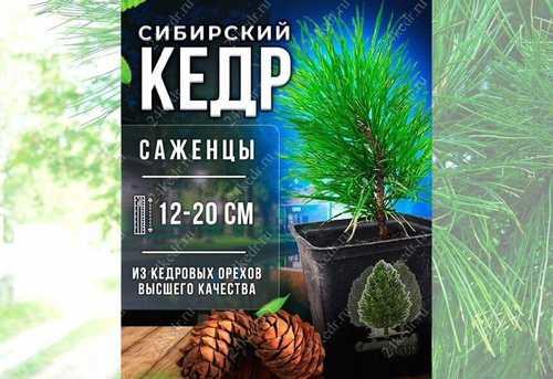 Саженцы кедра экстра класс