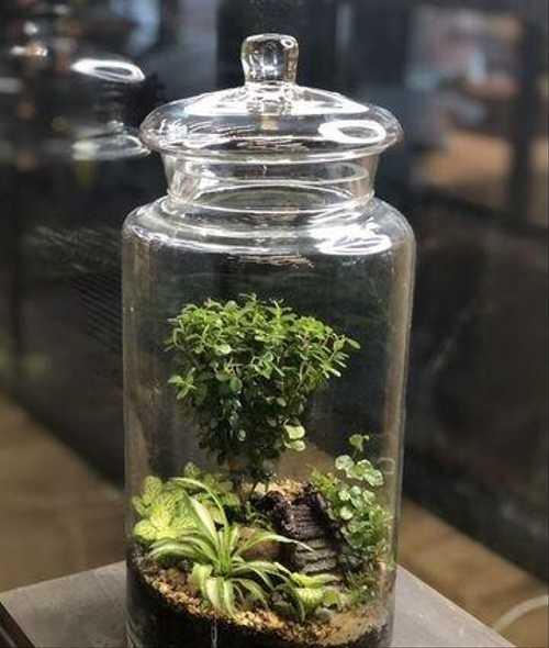 Флорариум закрытый в банке с живыми растениями